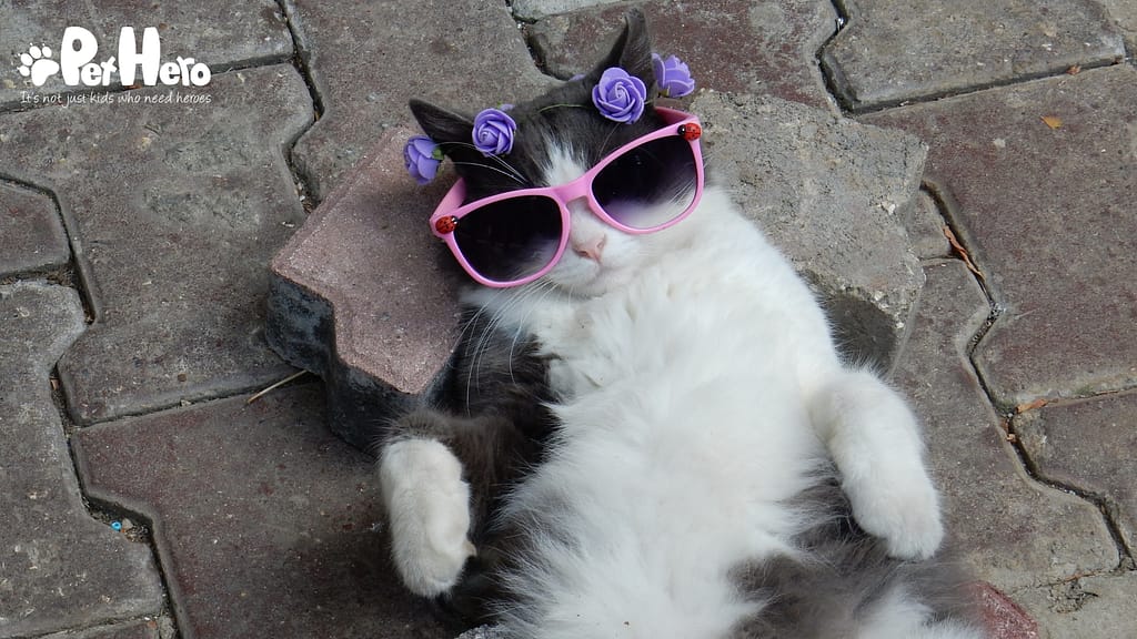 Top 10 most famous internet cats in the world | Pet Hero