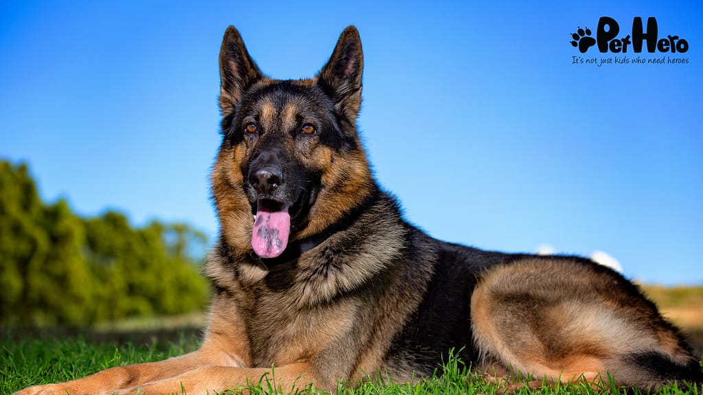 German Shepherd breed - Facts and traits | Pet Hero