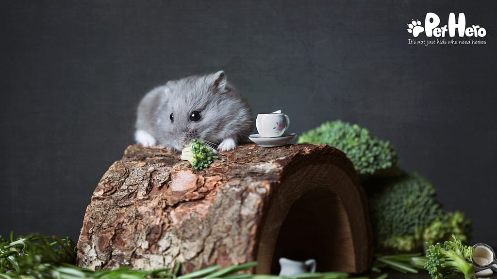 Hamster Training Time | Pet Hero