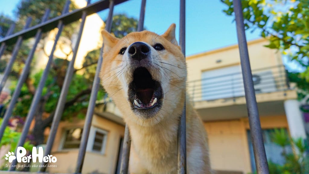 How To Stop Your Dog From Barking At Strangers And For Attention | Pet Hero