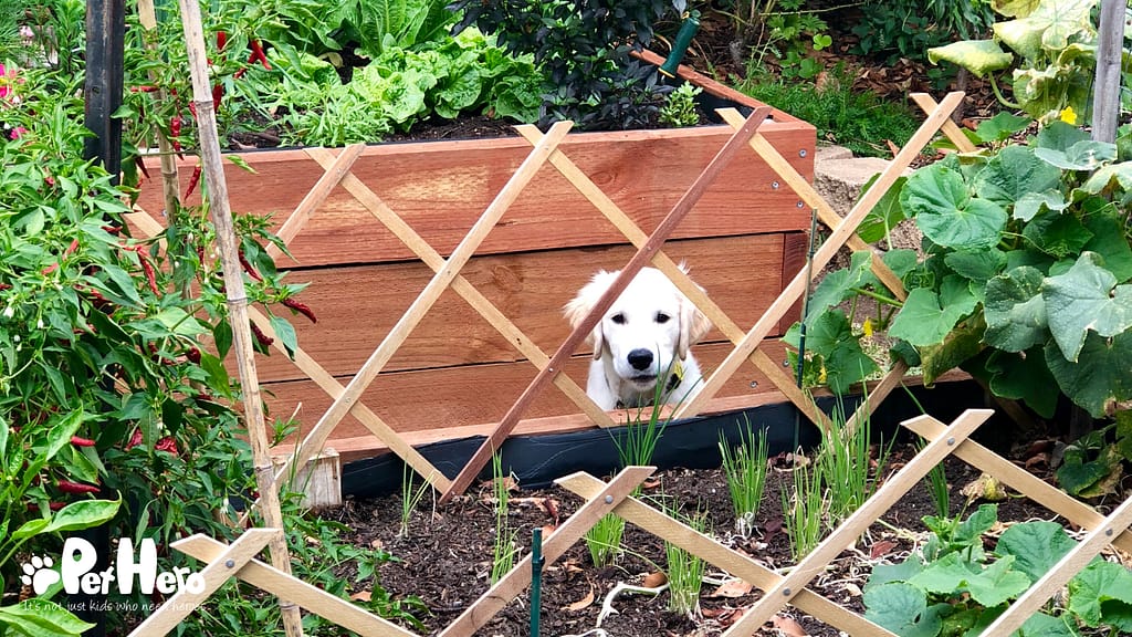 Puppy-proof Your Home. Things To Do When You Get A New Puppy