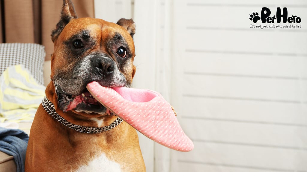 How To Stop Your Dog From Chewing Everything | Pet Hero