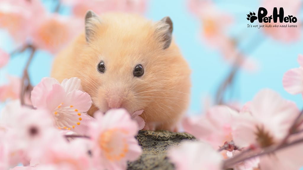 Why small pets are a big responsibility | Pet Hero