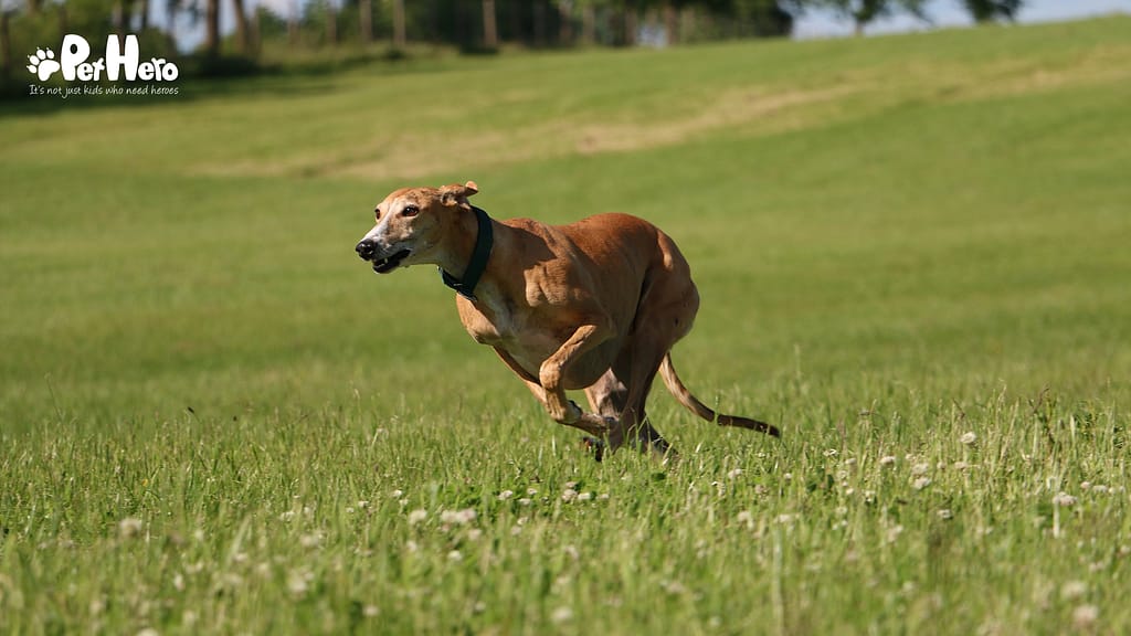 The world’s fastest dogs
