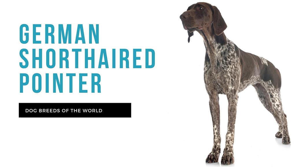 German shorthaired pointer | Pet Hero