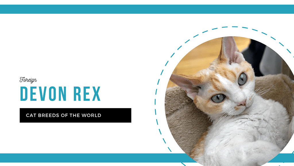 Everything to Know About the Devon Rex Cat Breed | Pet Hero
