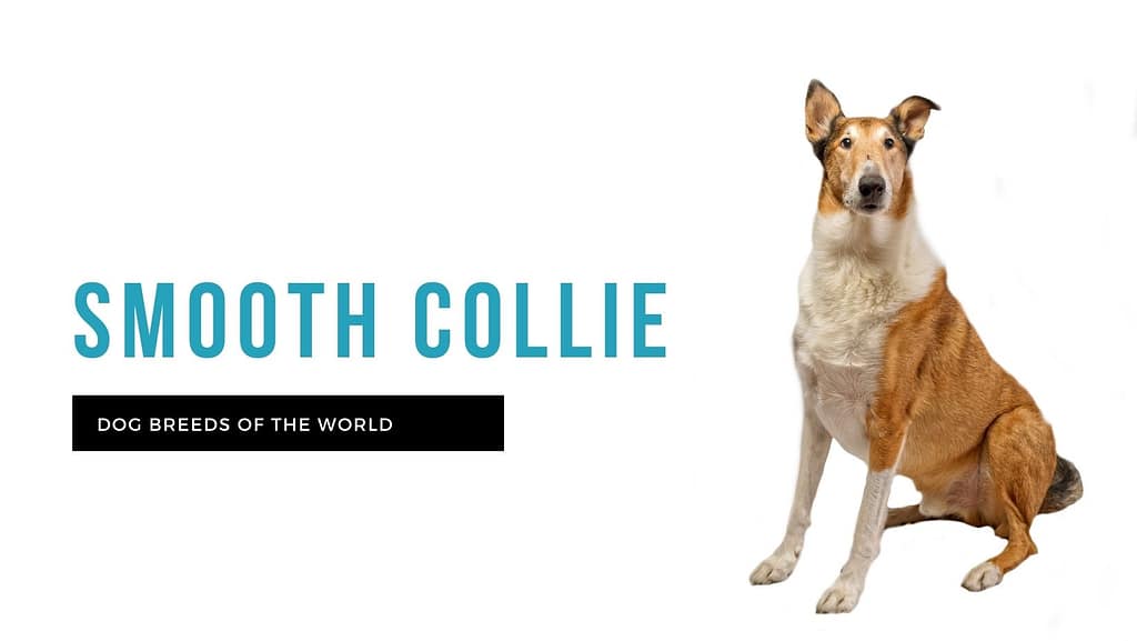 Everything to Know About the Smooth Collie Dog Breed | Pet Hero