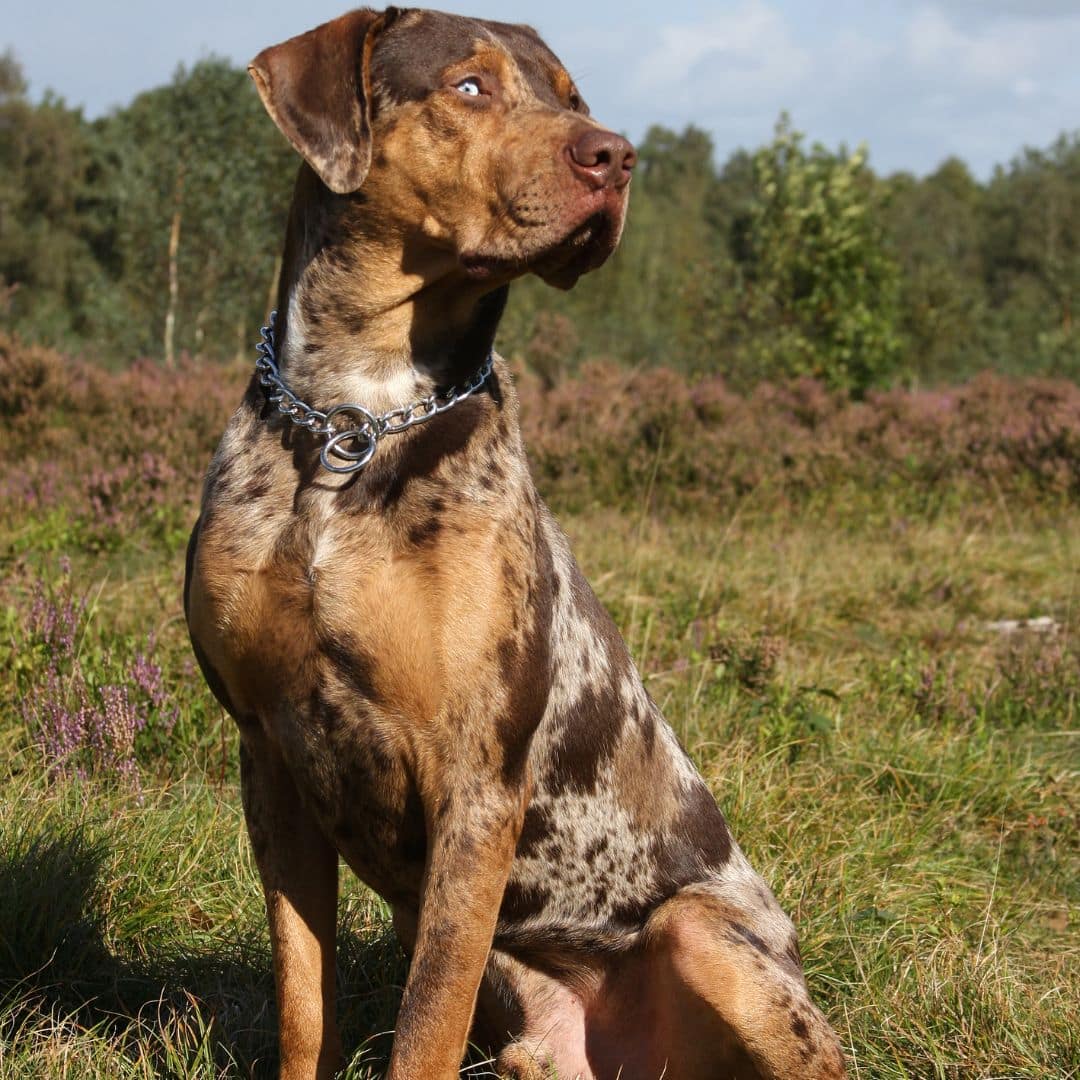 American Leopard Hound | Pet Hero