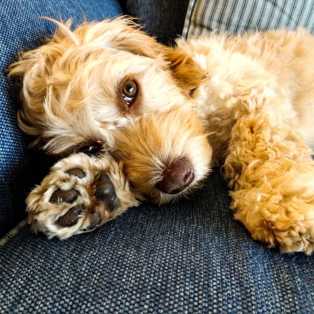Everything to Know About the Cockapoo Dog Breed | Pet Hero