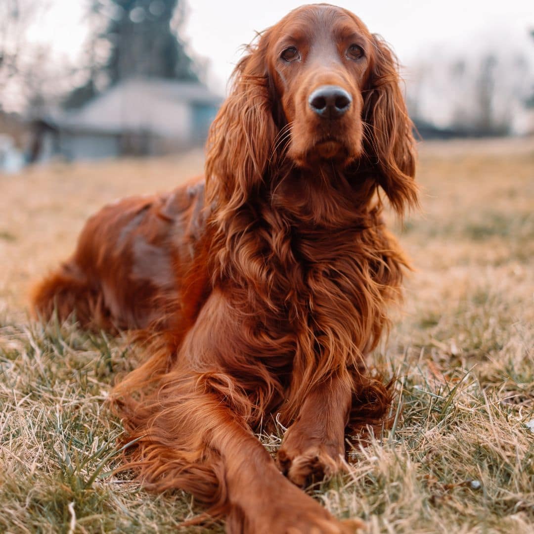 Everything to Know About the Irish Setter Dog Breed | Pet Hero