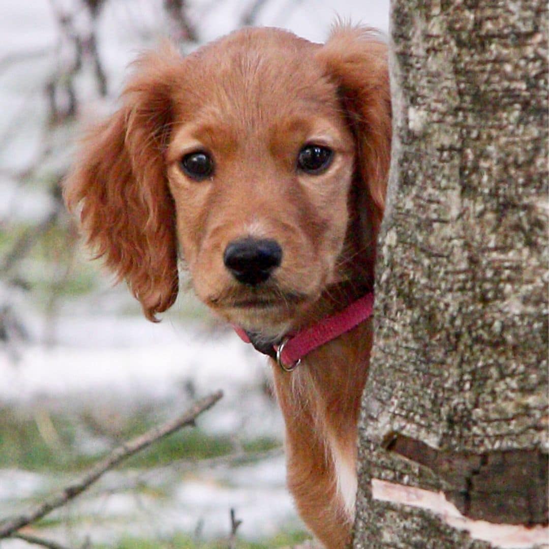 Everything to Know About the Irish Setter Dog Breed | Pet Hero