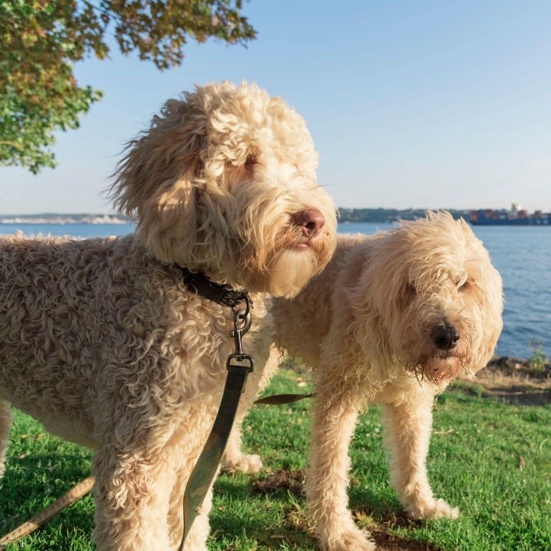 Everything to Know About the Labradoodle Dog Breed | Pet Hero
