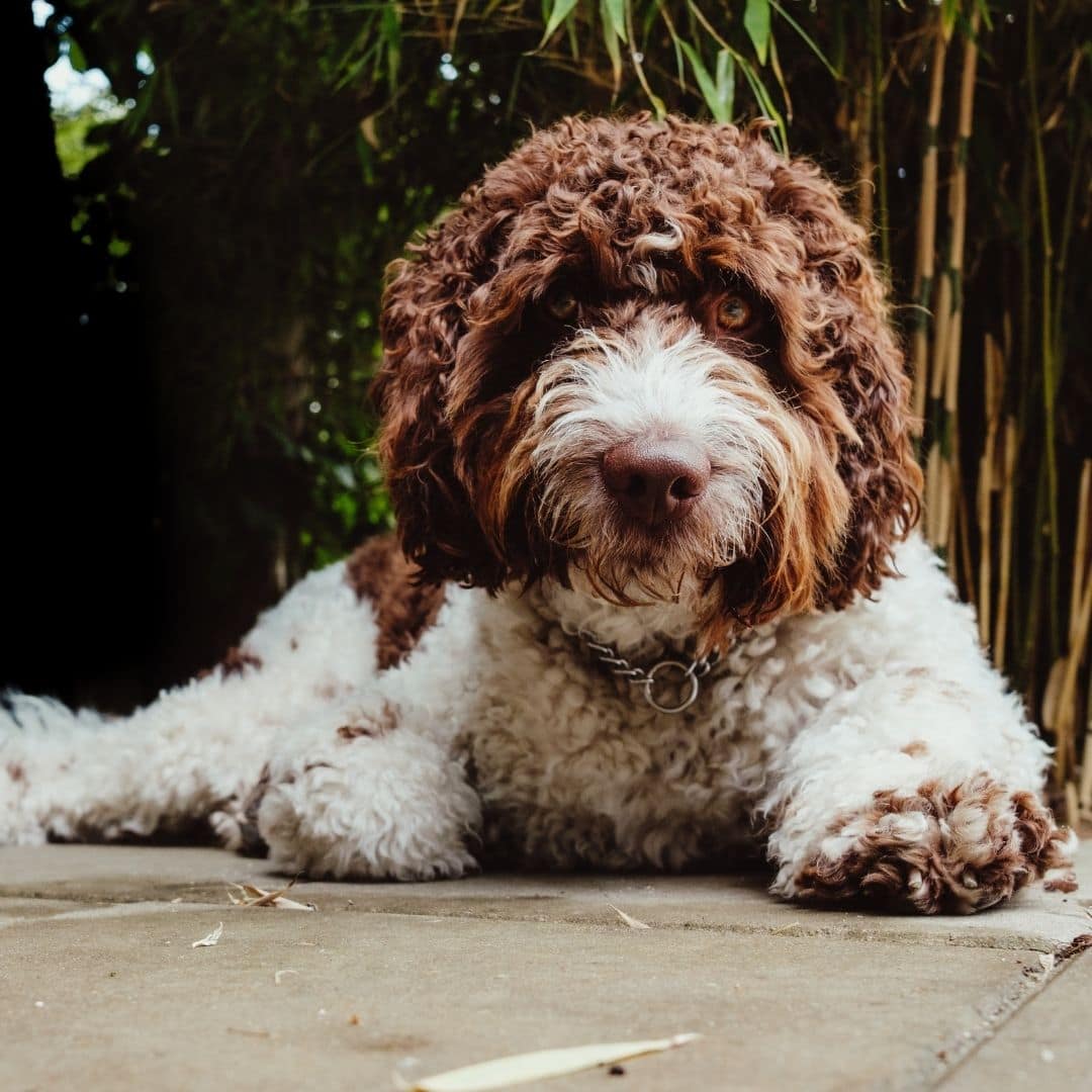 Everything to Know About the Labradoodle Dog Breed | Pet Hero