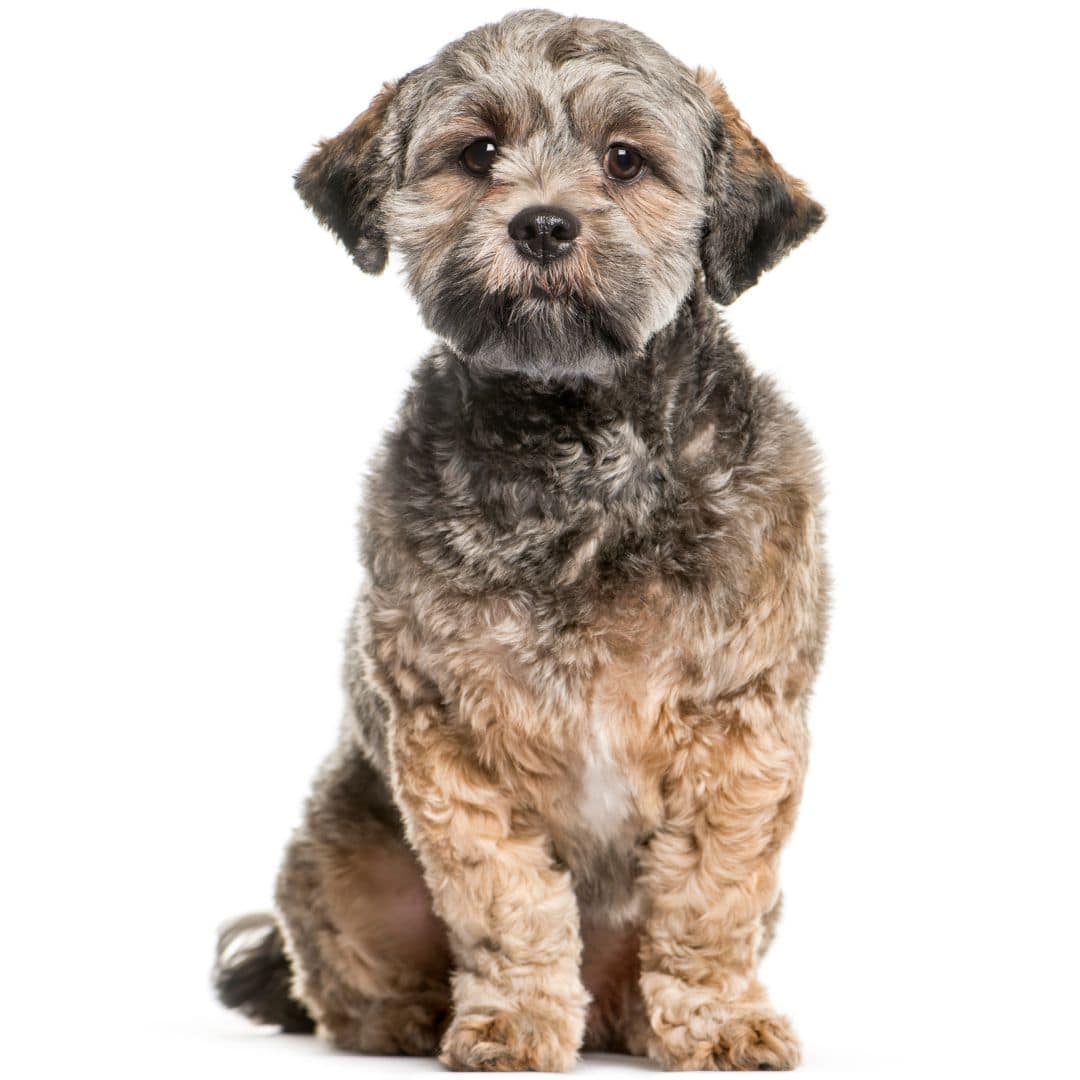 Everything to Know About the Lhasa Apso Dog Breed | Pet Hero