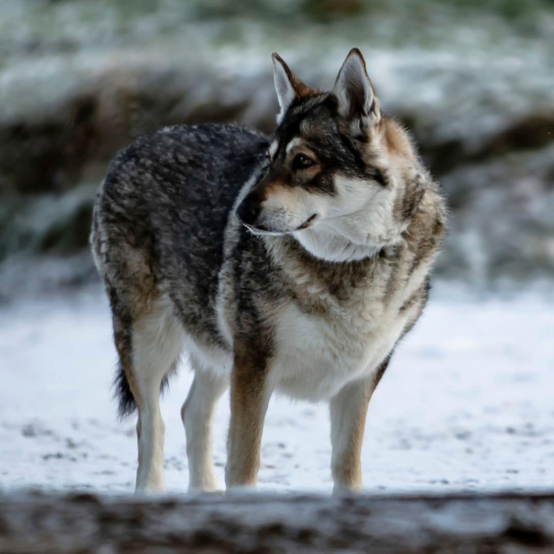 Canadian Eskimo/Inuit dog | Pet Hero
