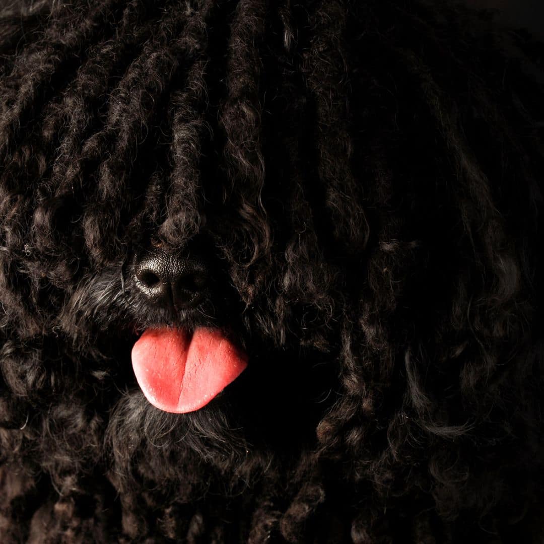 Everything to Know About the Puli Dog Breed | Pet Hero