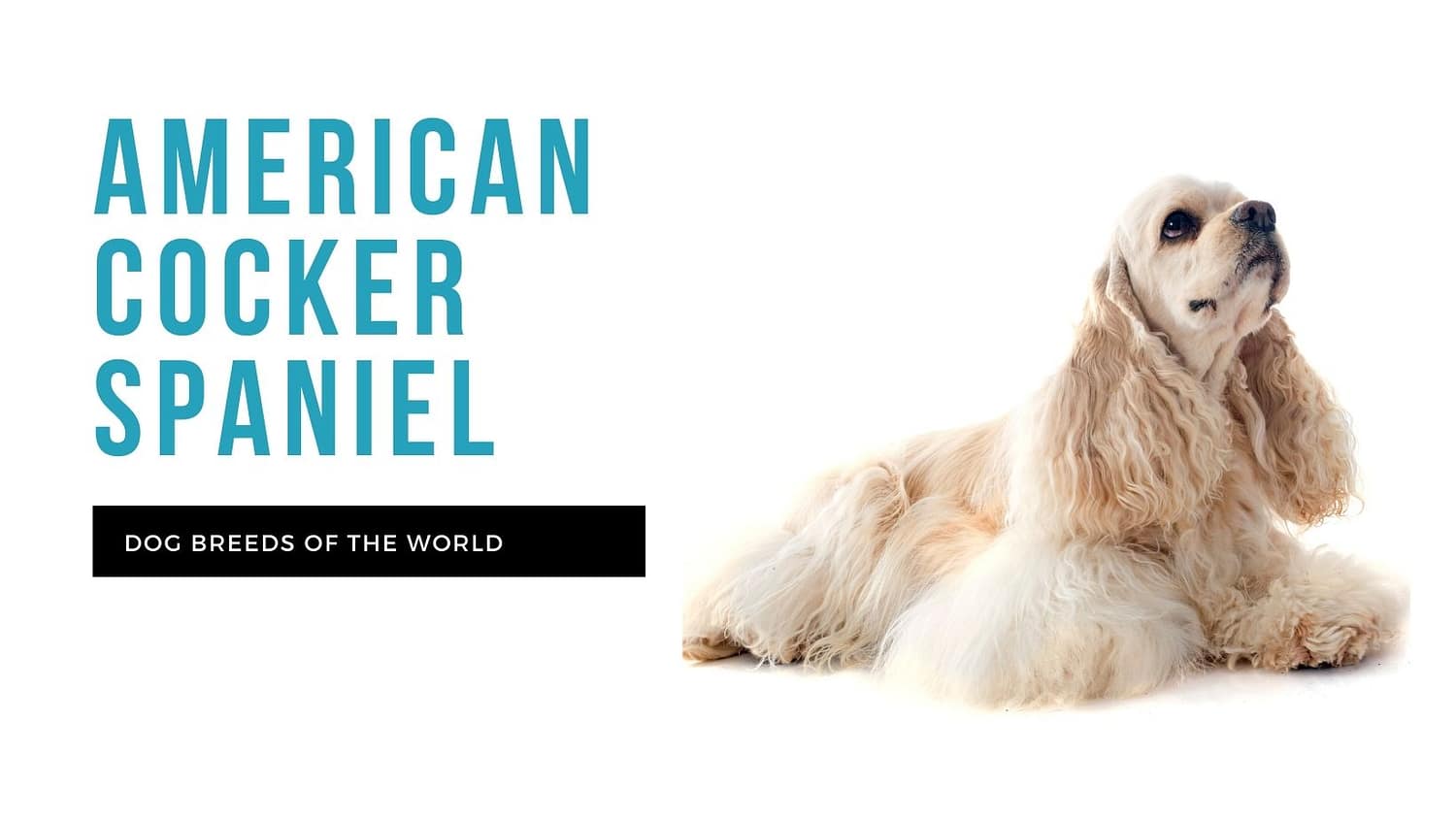 Are American Cocker Spaniels Good Dogs