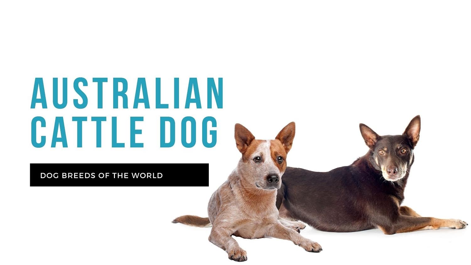 Australian Cattle Dog | Pet Hero