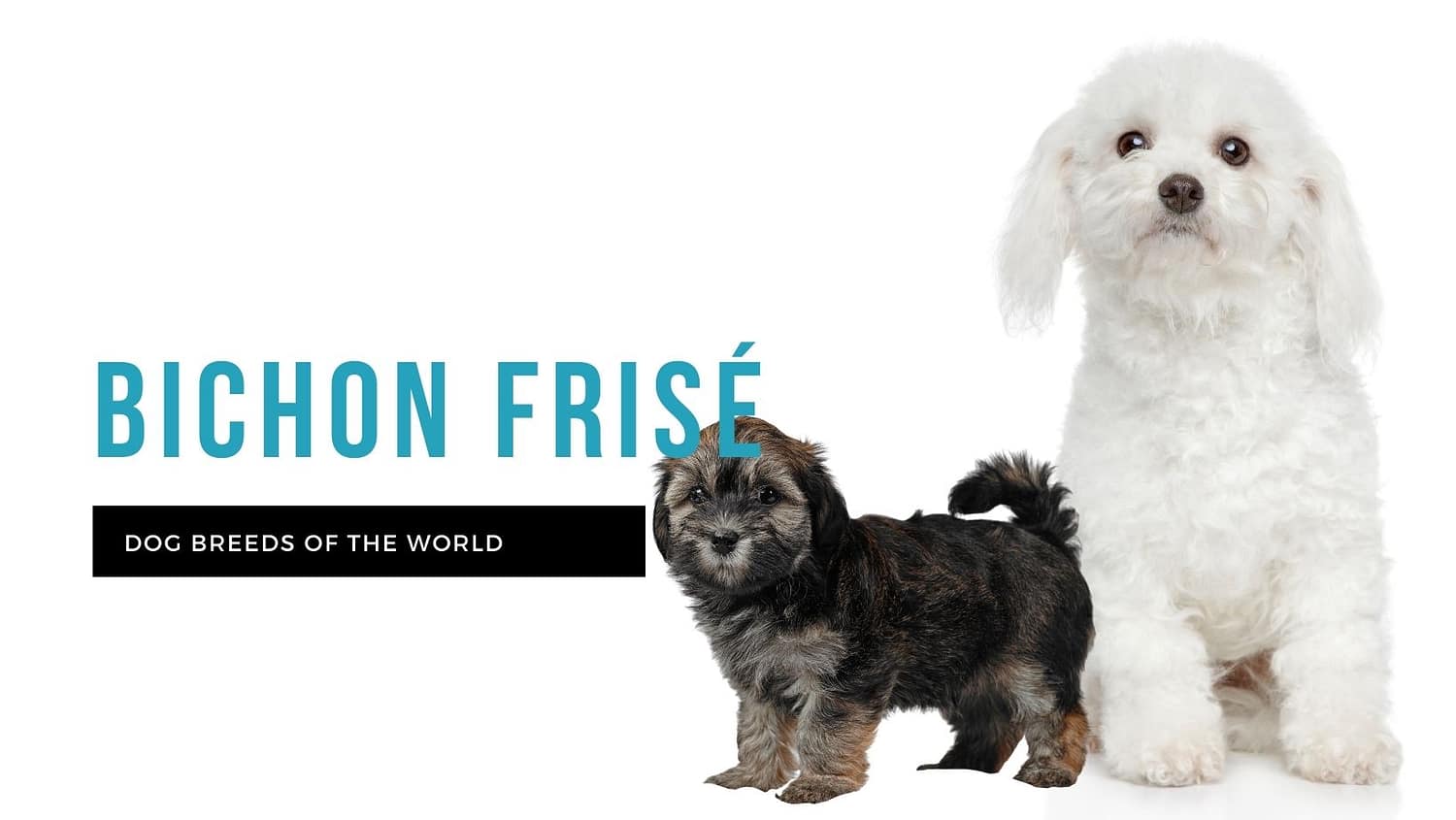 Bichon Frisé | Pet Hero