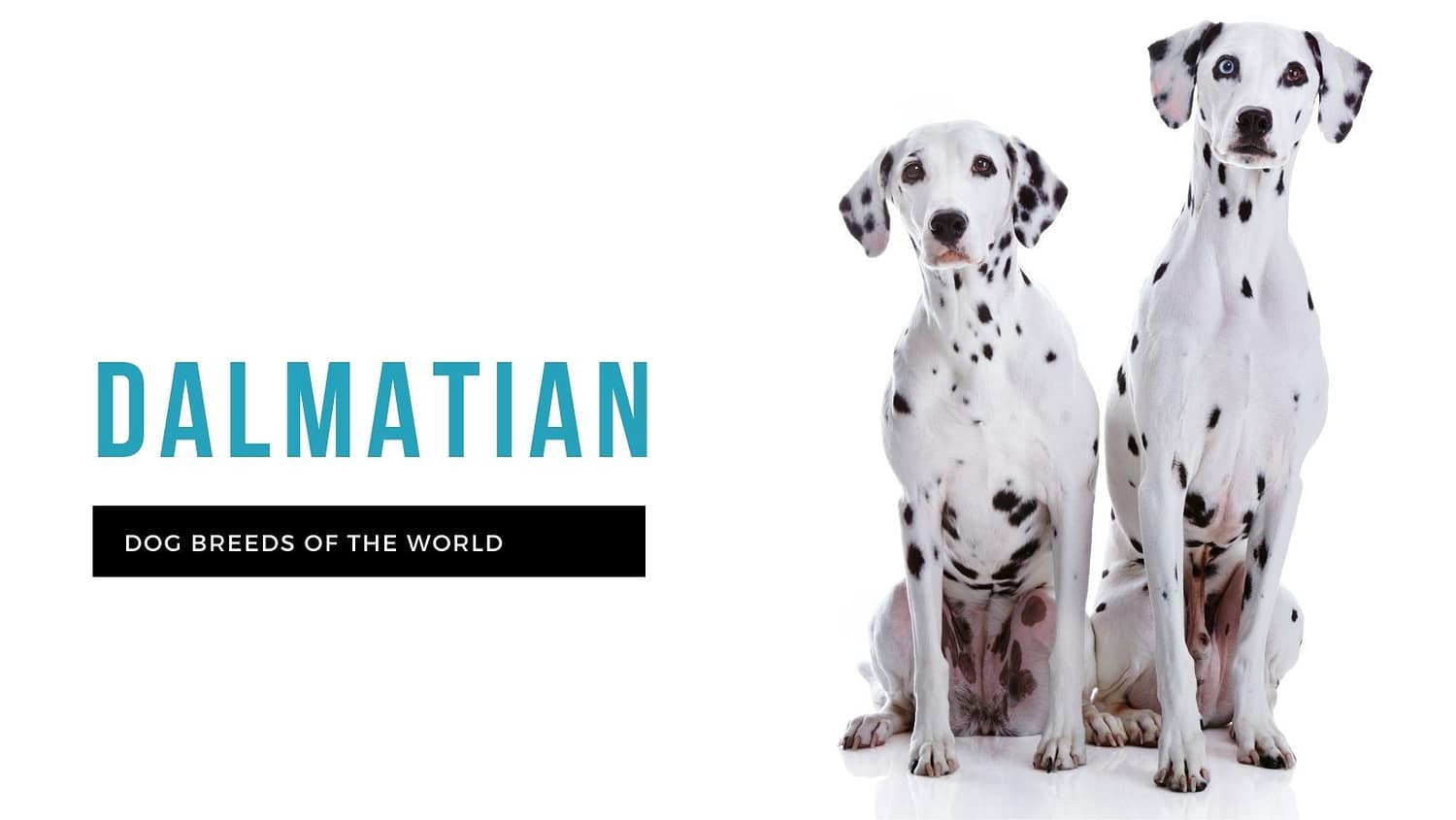Dalmatian | Pet Hero