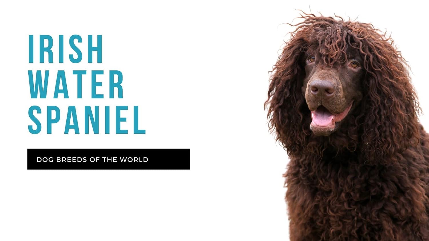 Irish Water Spaniel | Pet Hero