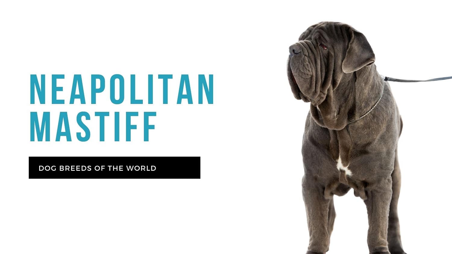 What Breeds Make A Neapolitan Mastiff