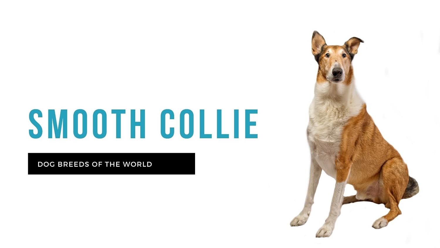 Smooth Collie | Pet Hero