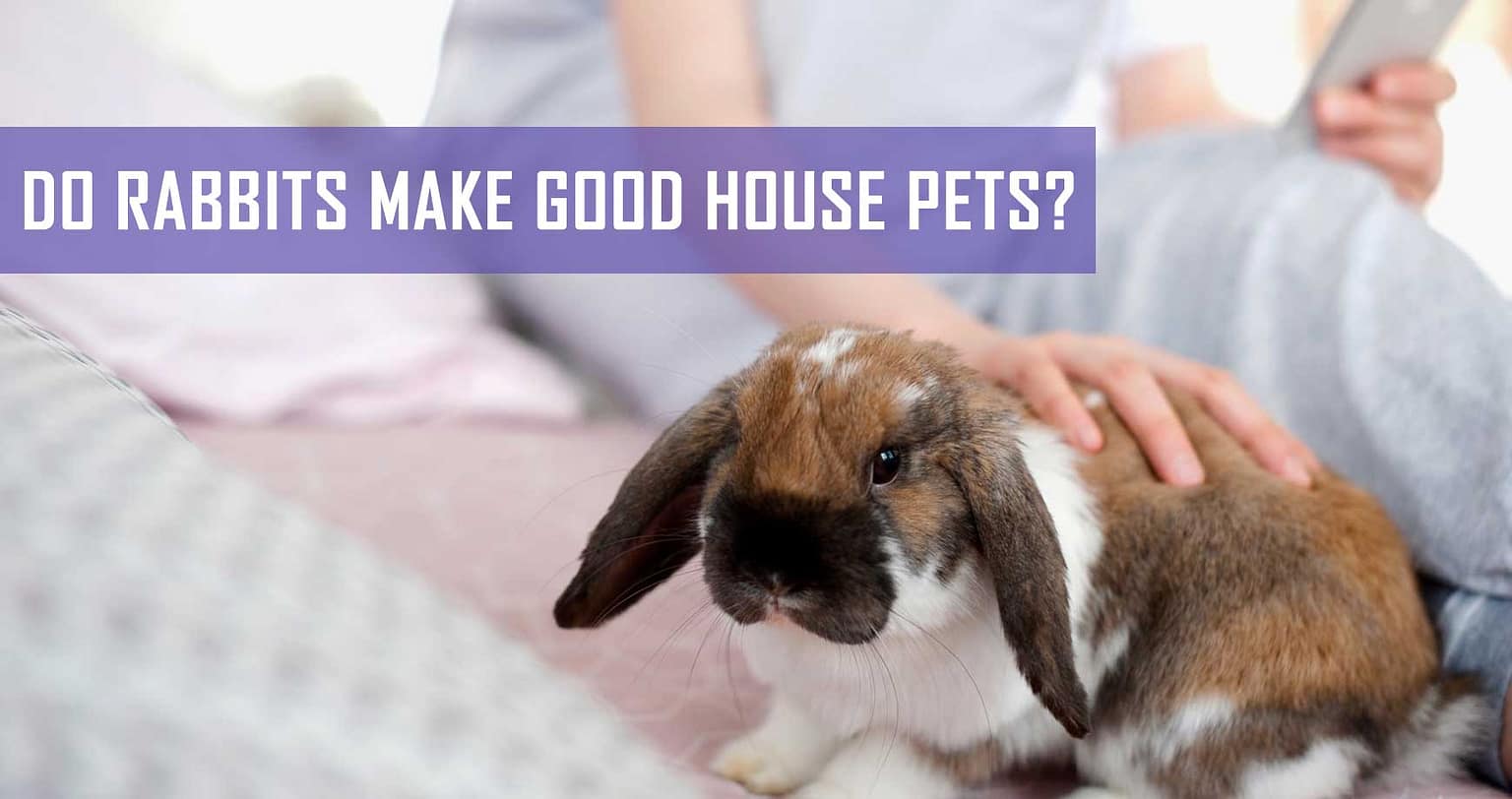 Do Rabbits Make Good House Pets? | Pet Hero