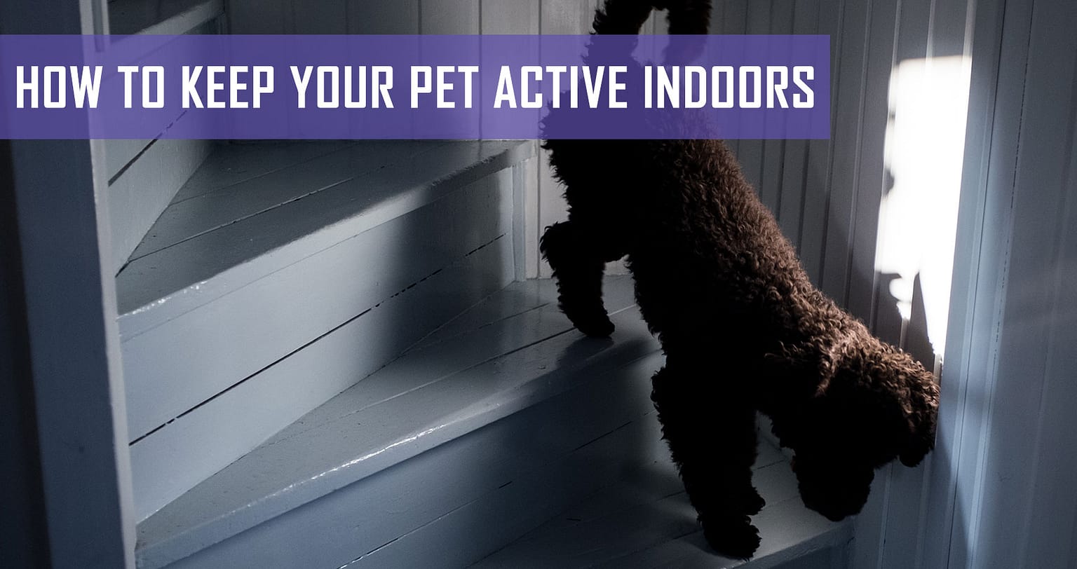 How To Keep Your Pet Active Indoors | Pet Hero