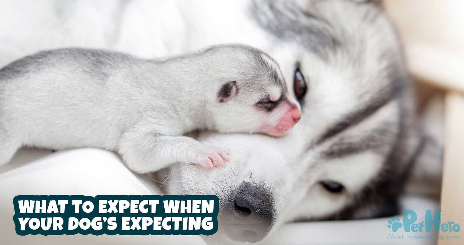 What To Expect When Your Dog’s Expecting | Pet Hero