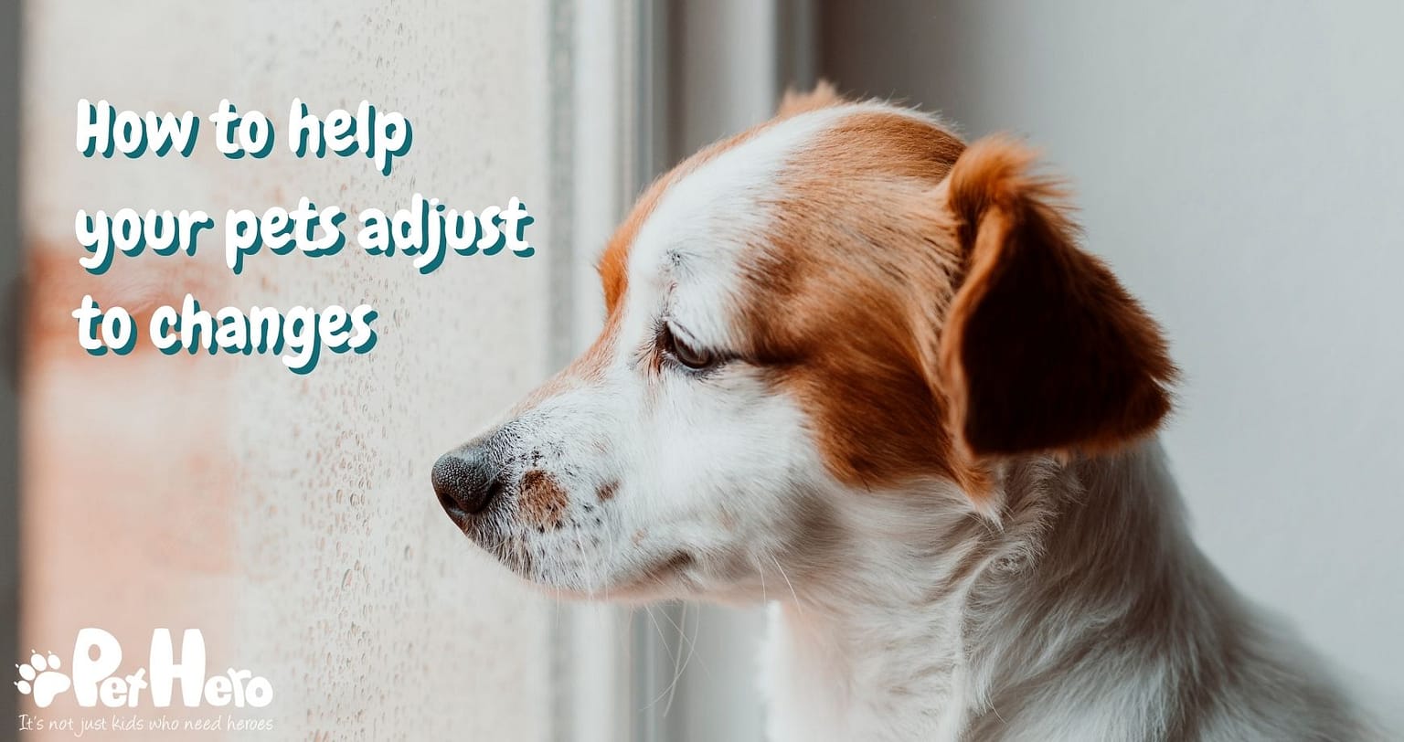 How To Help Your Pets Adjust To Changes | Pet Hero