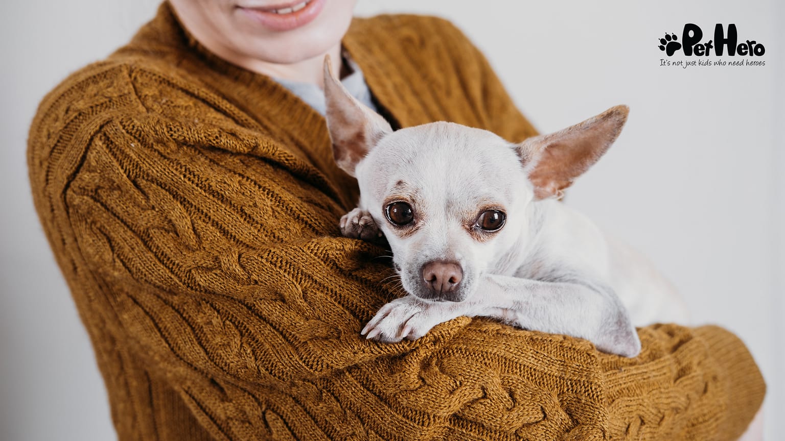 How to settle your new adopted adult dog