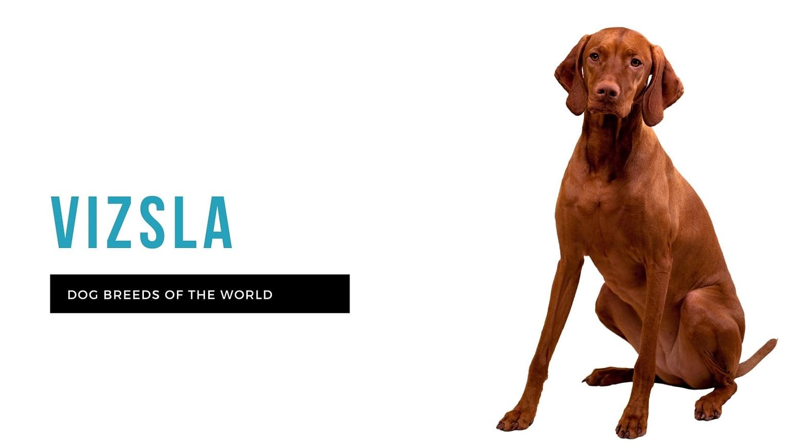 Everything to Know About the Vizsla Dog Breed | Pet Hero
