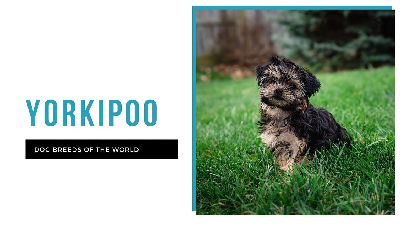 Yorkipoo | Pet Hero