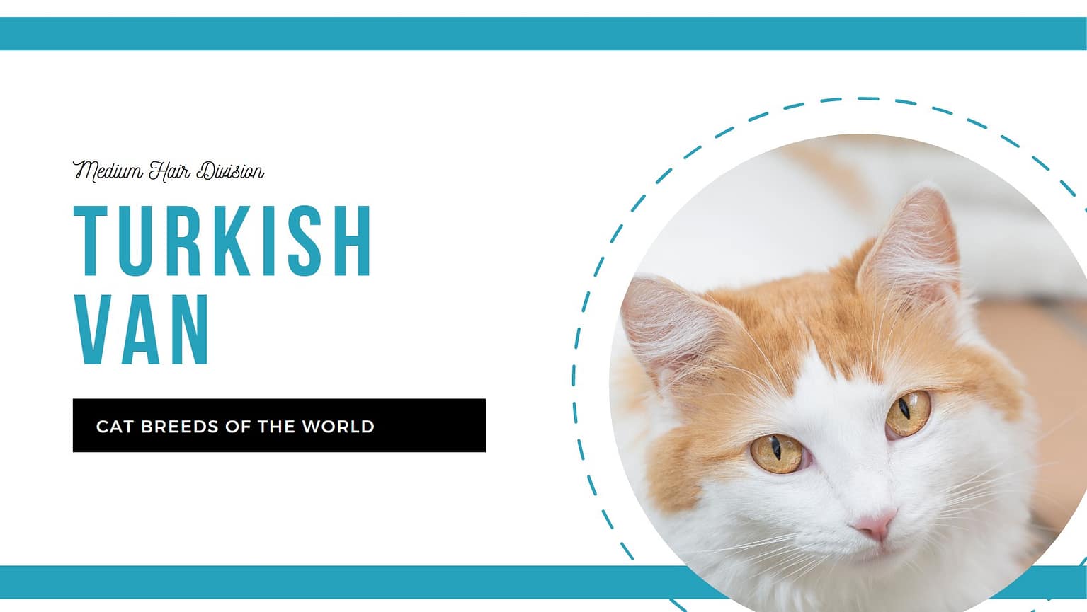 Turkish Van | Pet Hero