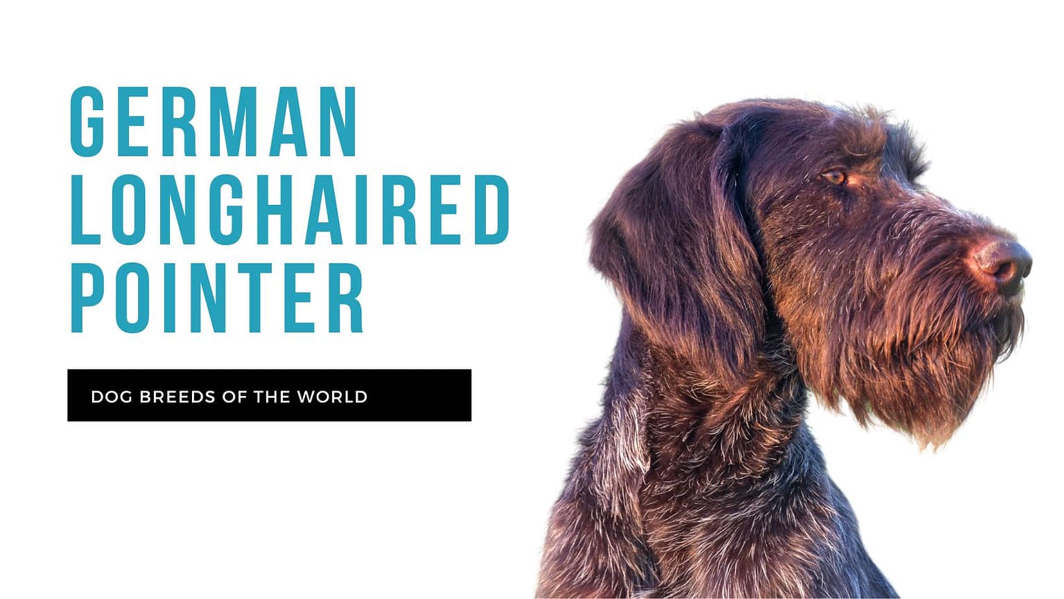 German longhaired pointer | Pet Hero