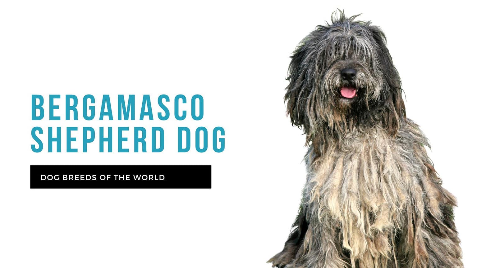 Bergamasco shepherd dog | Pet Hero