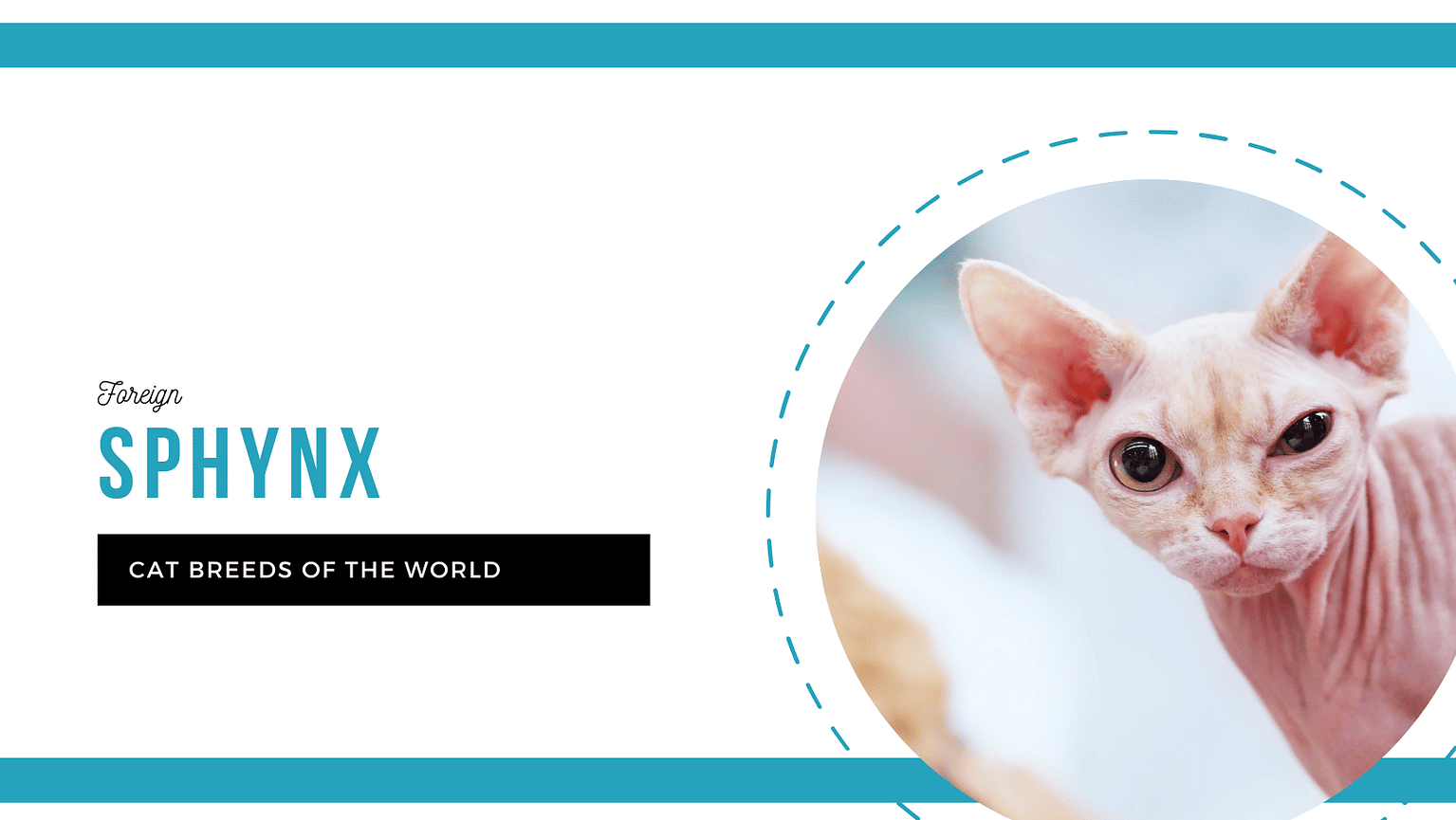 Everything to Know About the Sphynx Cat Breed | Pet Hero