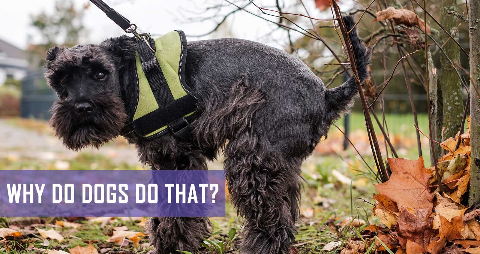 Why Do Dogs DO That? | Pet Hero