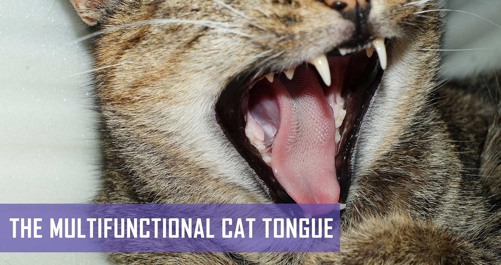 The Multifunctional Cat Tongue | Pet Hero