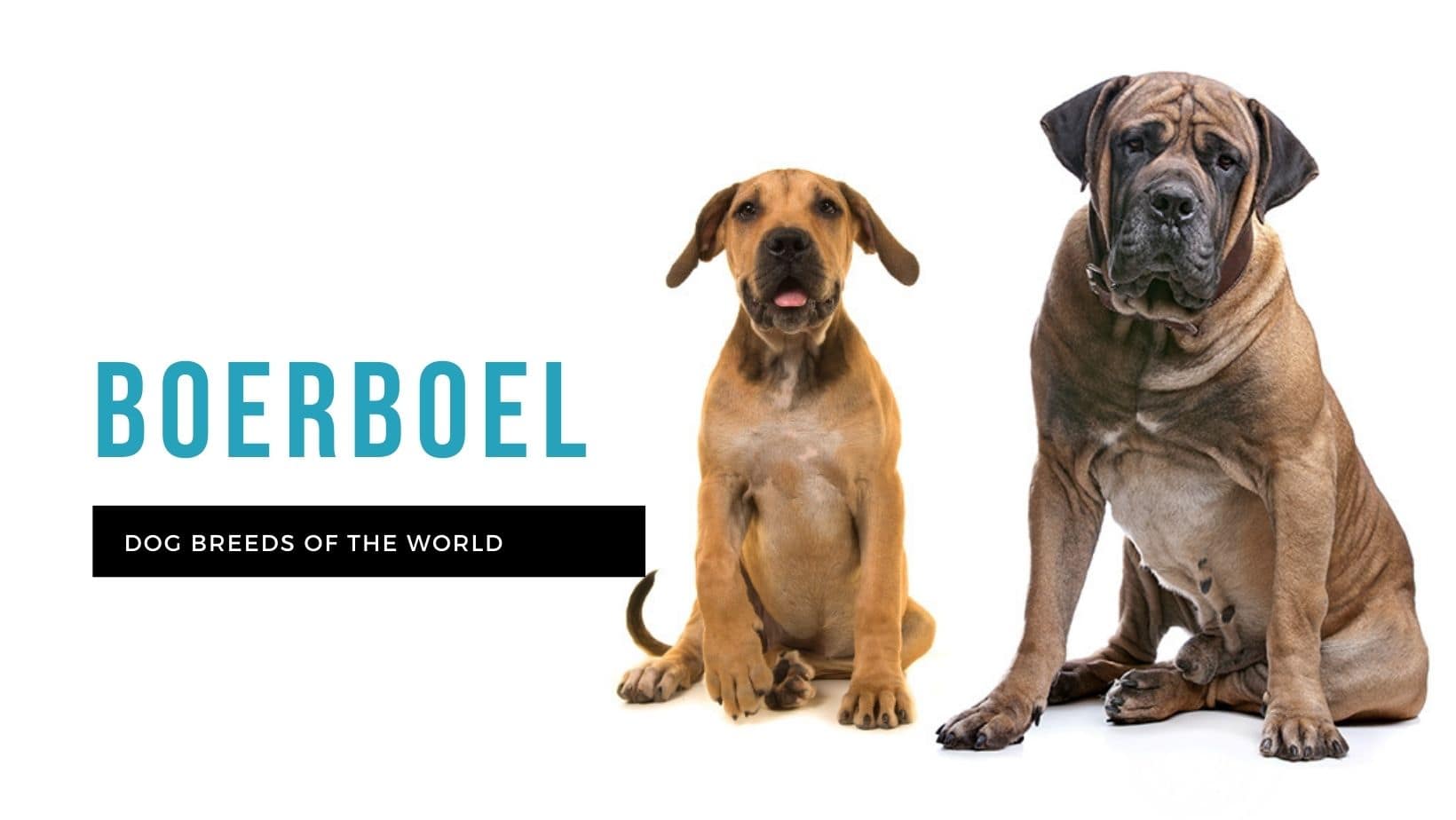 Everything to Know About the Boerboel Dog Breed | Pet Hero