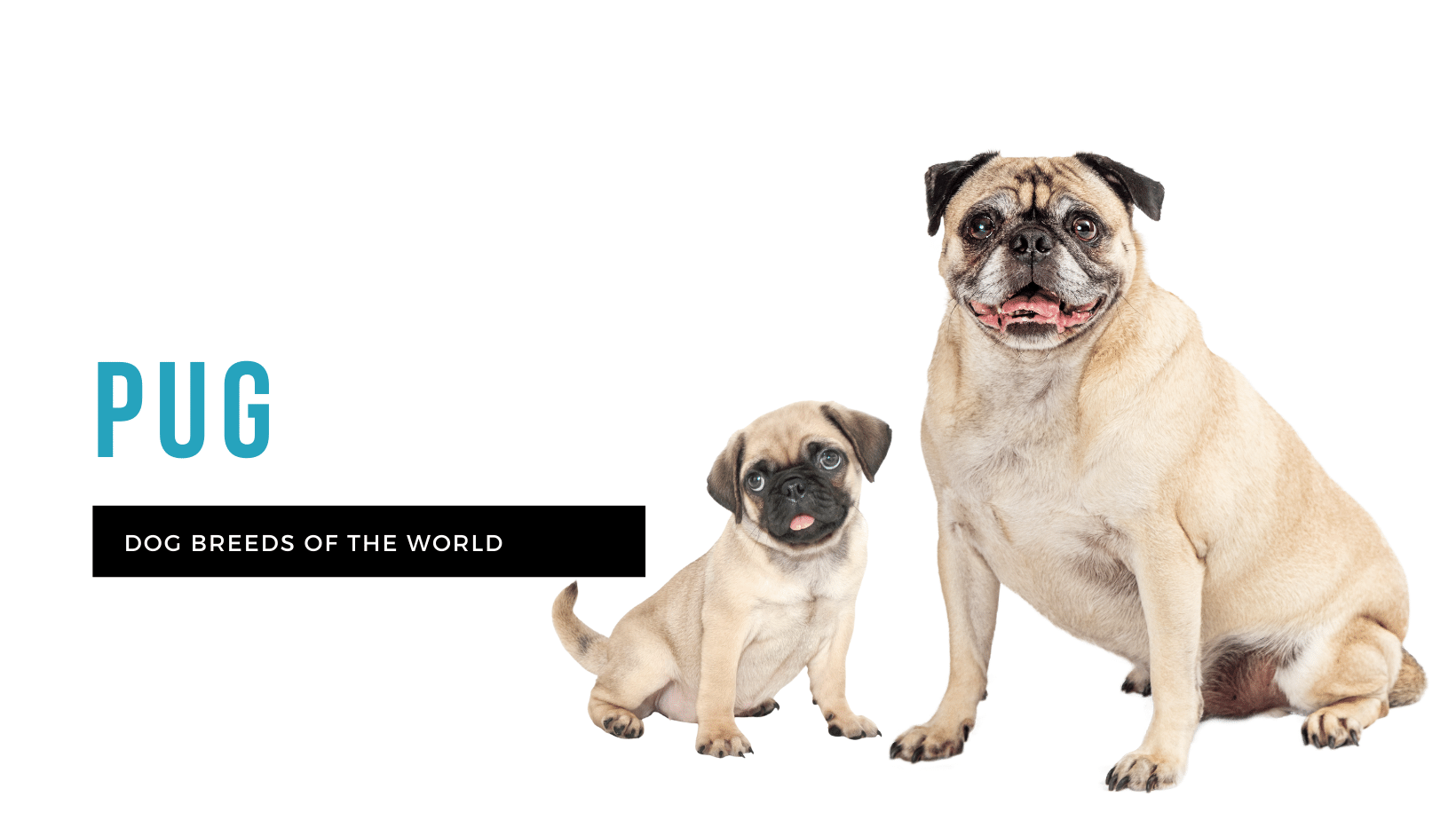 Everything to Know About the Pug Dog Breed | Pet Hero