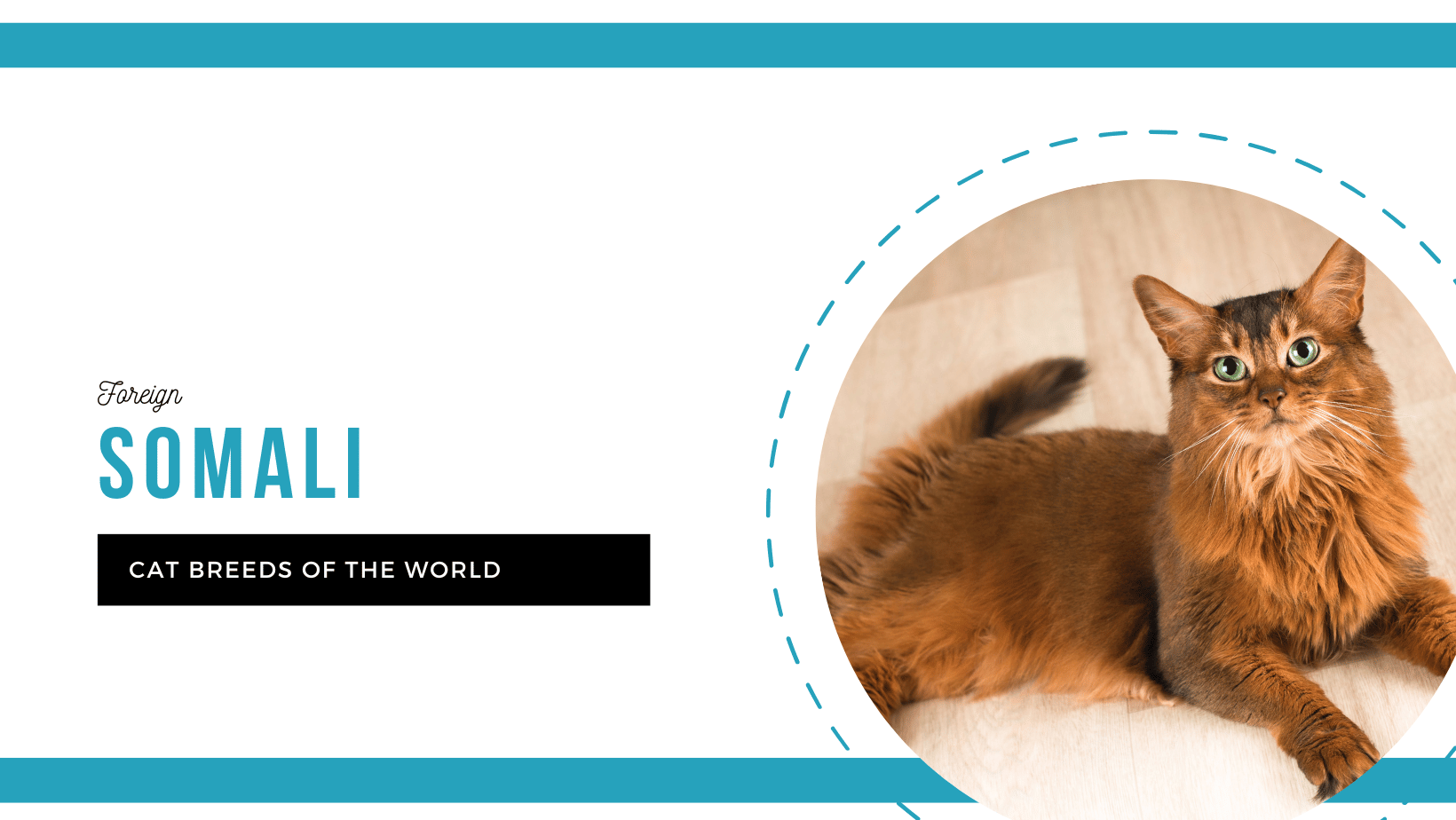 Everything to Know About the Somali Cat Breed | Pet Hero