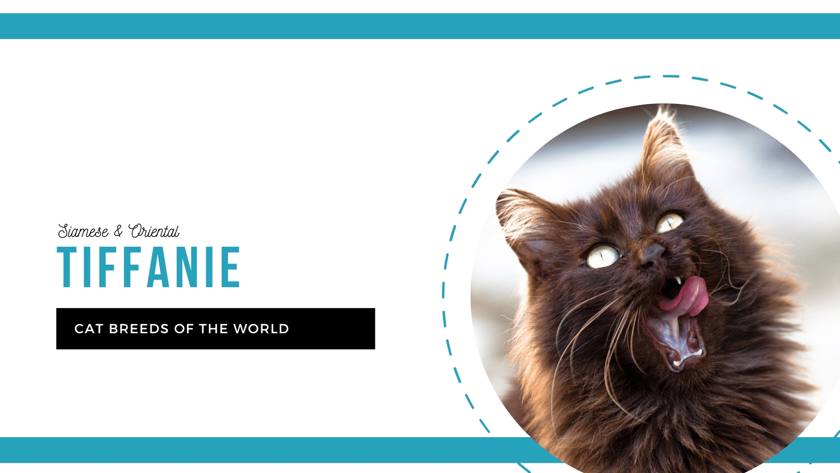 Everything to Know About the Tiffanie Cat Breed | Pet Hero