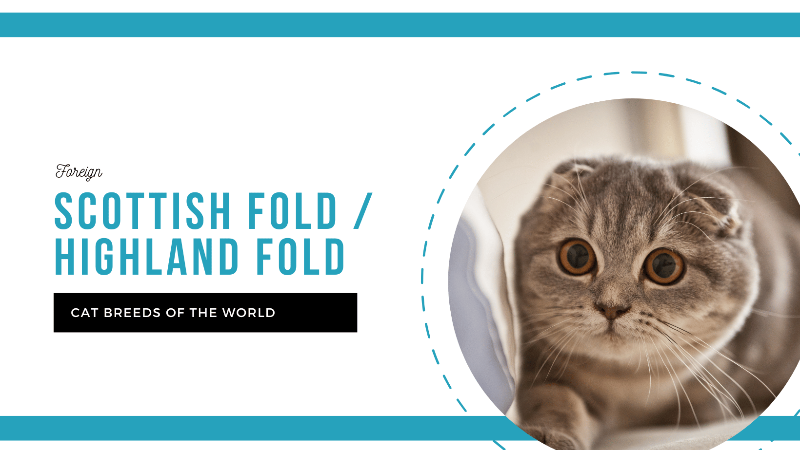 Scottish fold & Highland fold | Pet Hero
