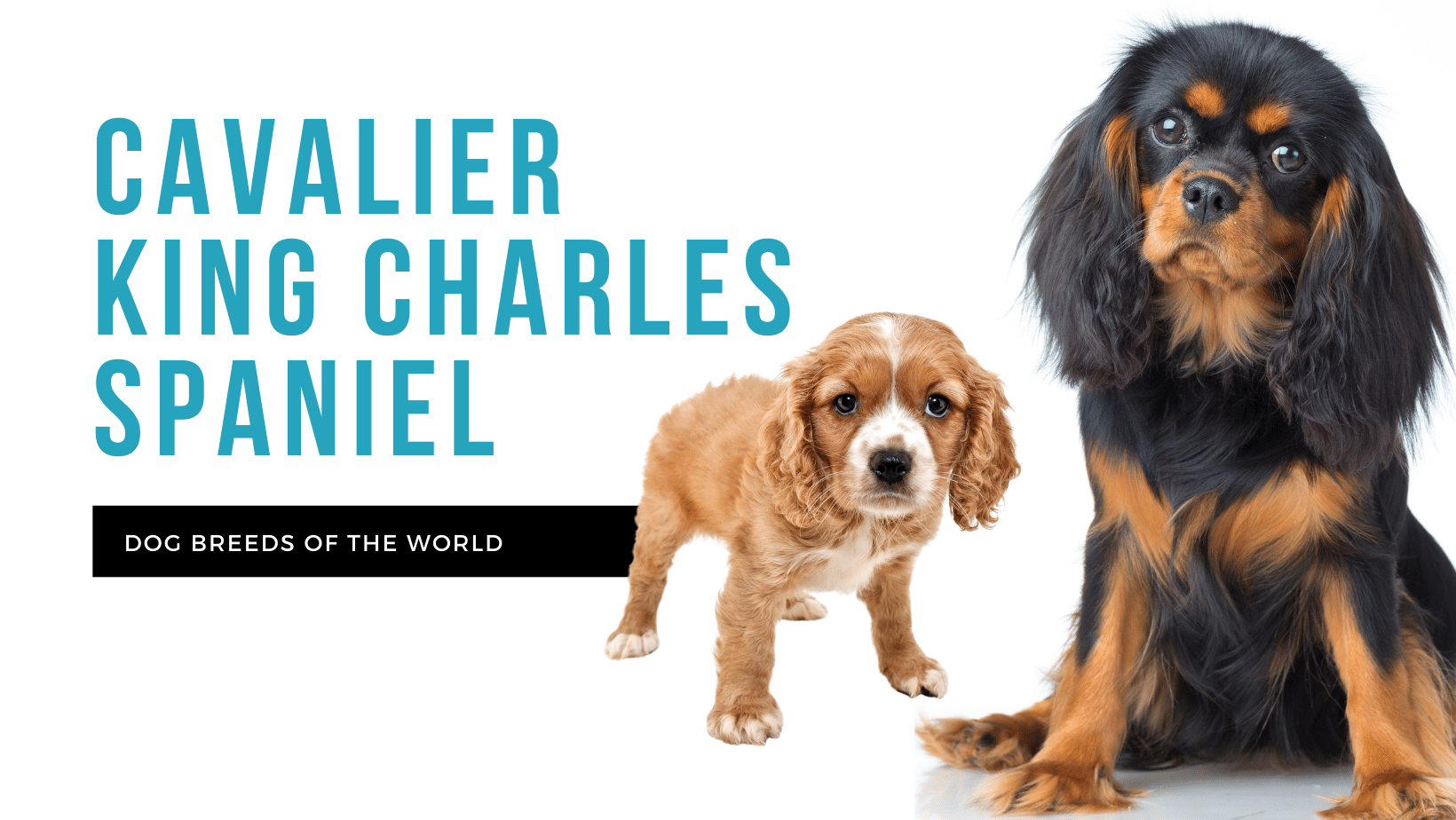 King Charles spaniel (English toy spaniel) | Pet Hero