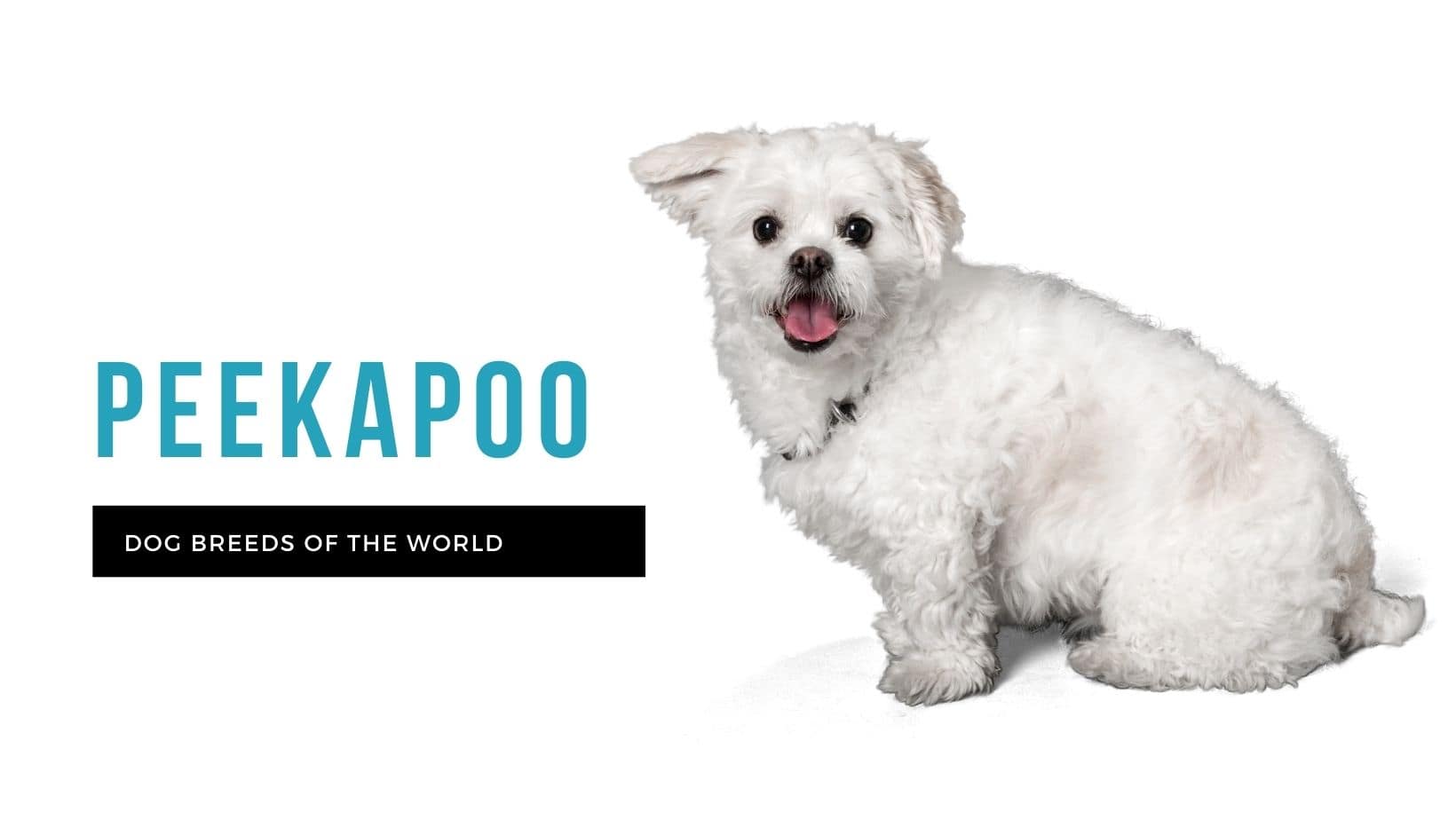 Everything to Know About the Peekapoo Dog Breed | Pet Hero