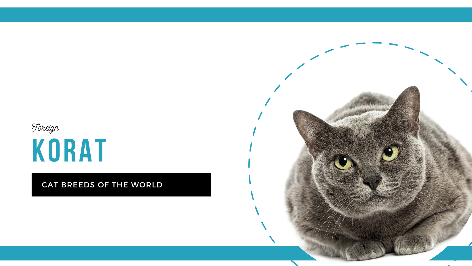 Everything to Know About the Korat Cat Breed | Pet Hero
