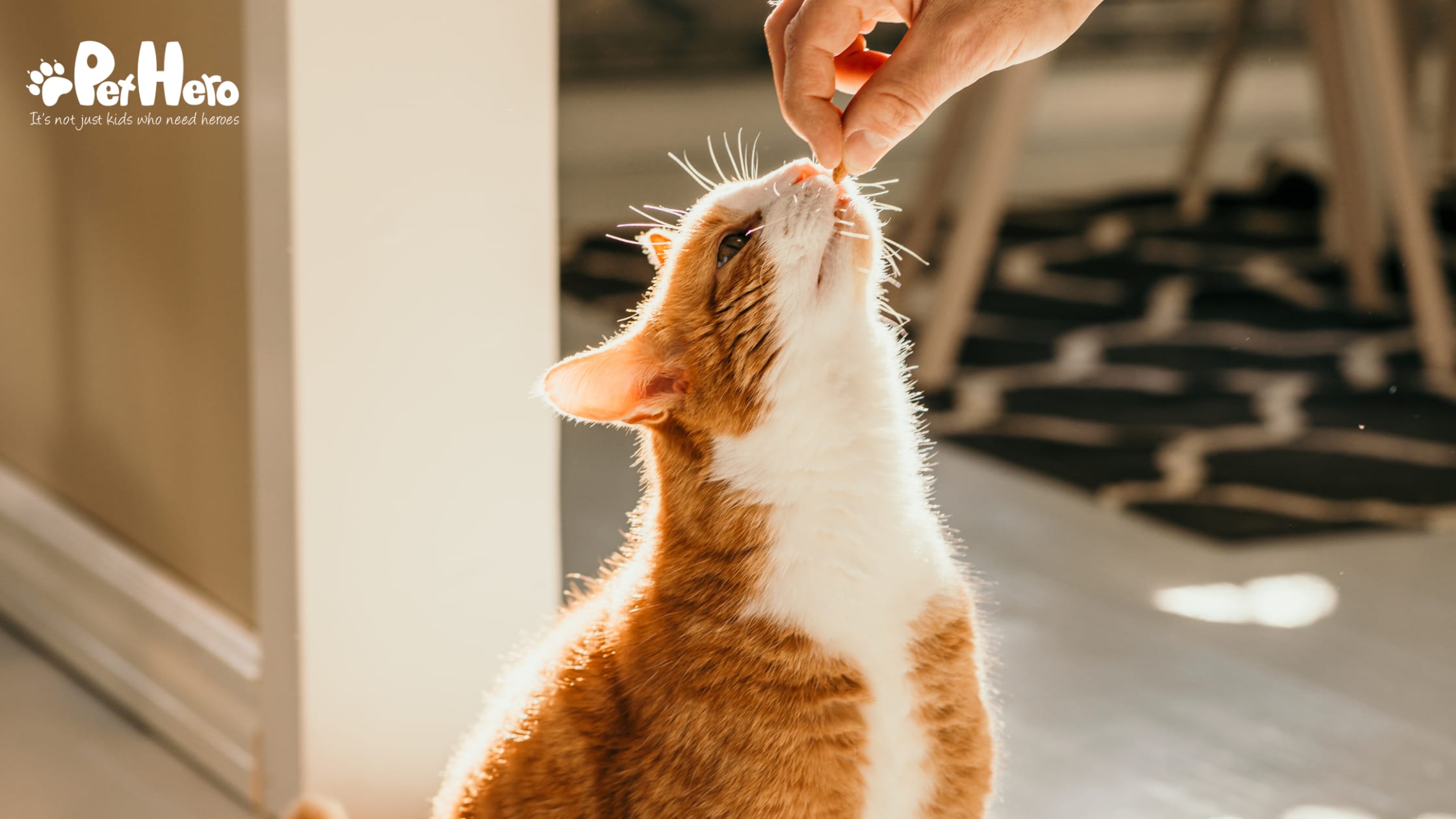 Cat Training - Teaching Your Feline How To Sit | Pet Hero