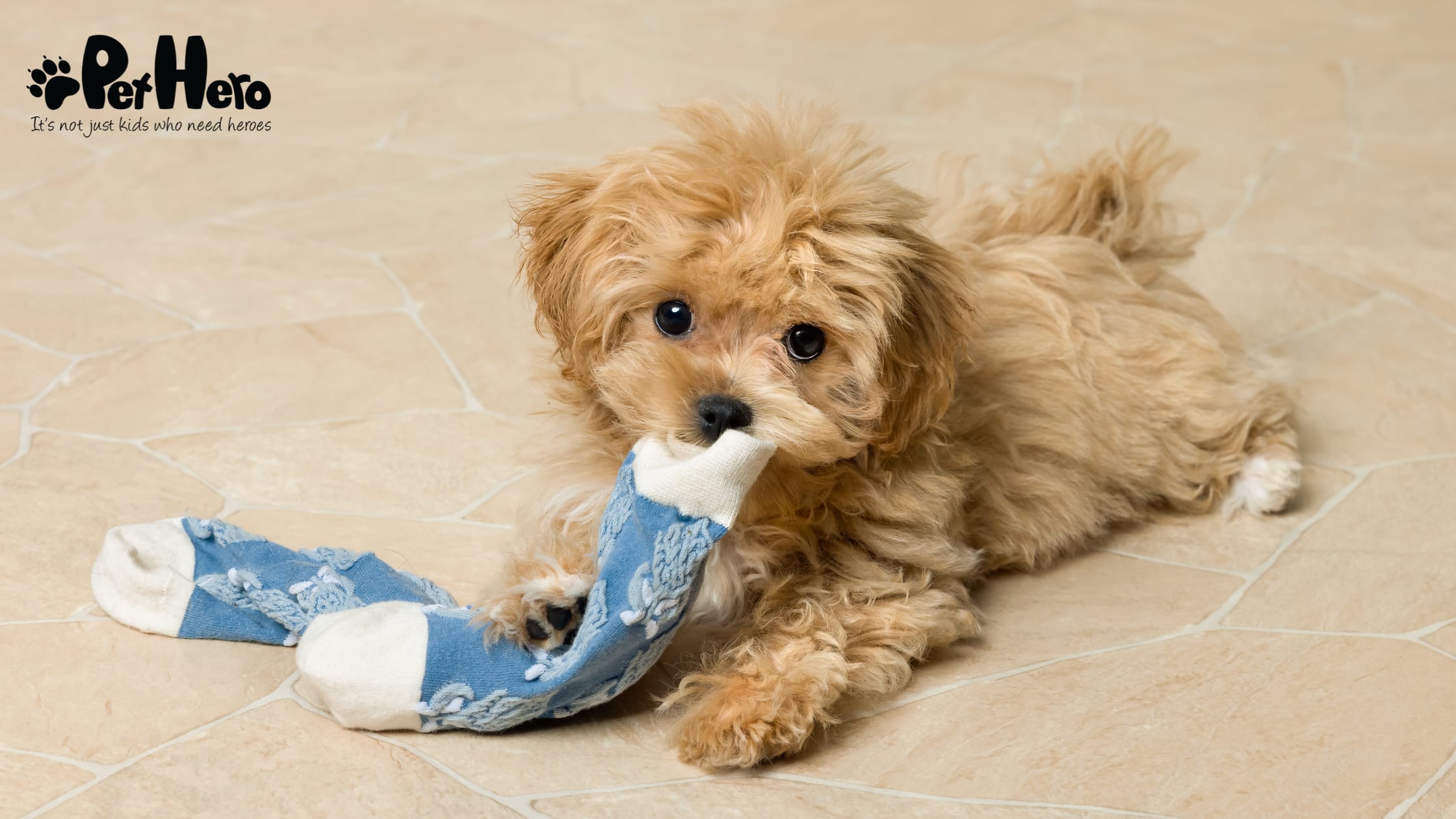 Puppy starter kit checklist: What you need for a new puppy | Pet Hero